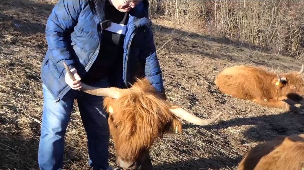 Jedinstveno u BiH: Ima farmu škotskih goveda kod Jajca, jednog bika ...