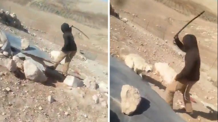 Izraelski doseljenik brutalno premlatio psa u palestinskom selu, širi ...